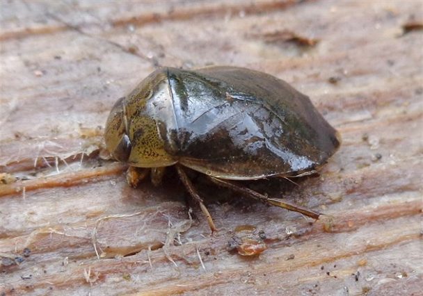 KVÍZ: Vyznáte se ve HMYZE? Poznáte, který vás může a který nemůže ...