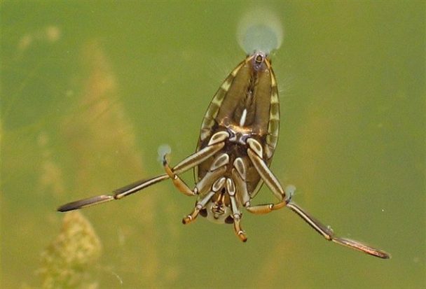 KVÍZ: Vyznáte se ve HMYZE? Poznáte, který vás může a který nemůže ...